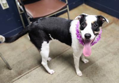 Devi: Richland County Dog Warden's Office and Shelter Pet of the Week ...
