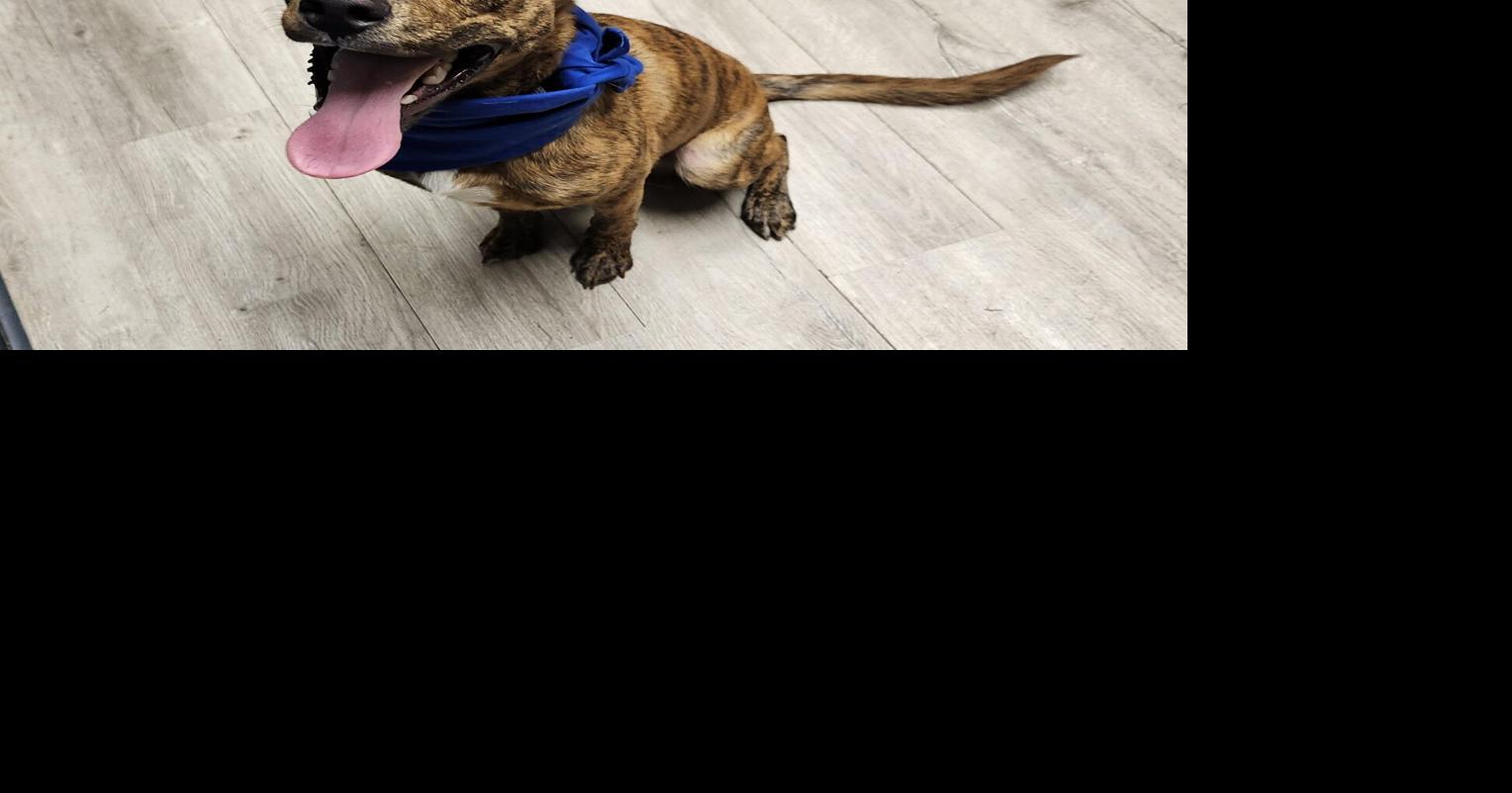 Richland County Dog Warden's Office and Shelter Pet of the Week ...