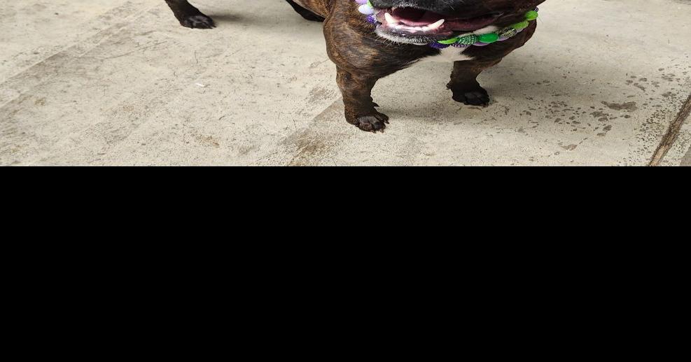 Paris: Richland County Dog Warden's Office and Shelter Pet of the Week ...
