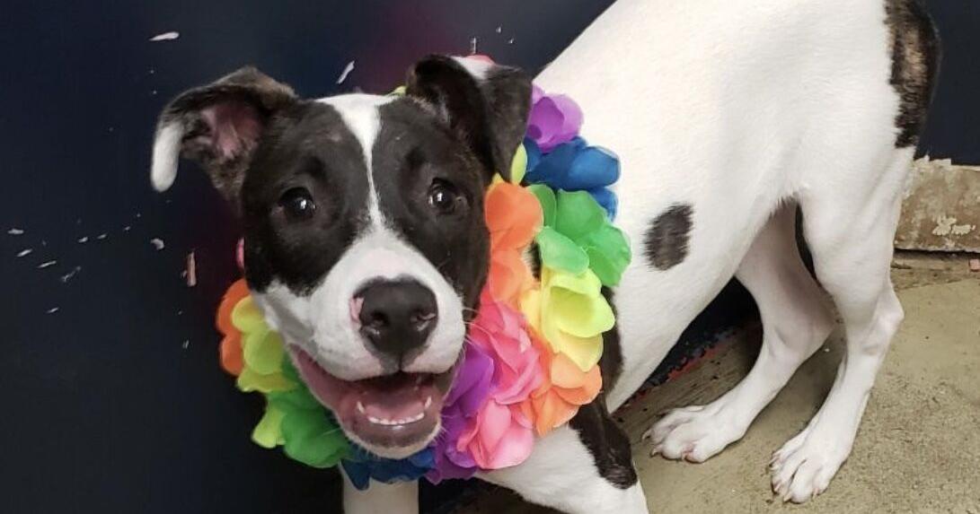Richland County Dog Warden's Office and Shelter Pet of the Week: Roux ...