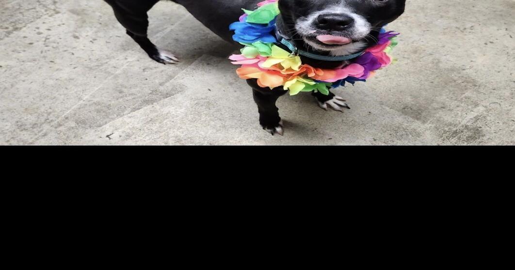 Richland County Dog Warden's Office and Shelter Pet of the Week: Disco ...