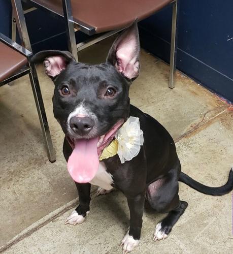 Richland County Dog Warden's Office and Shelter Pet of the Week ...