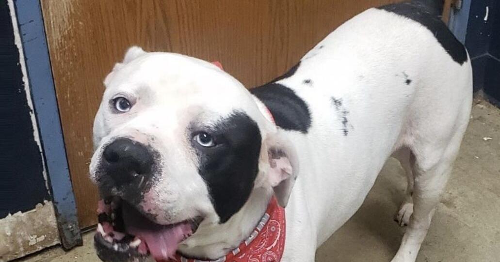 Richland County Dog Warden's Office and Shelter Pet of the Week: Bram ...