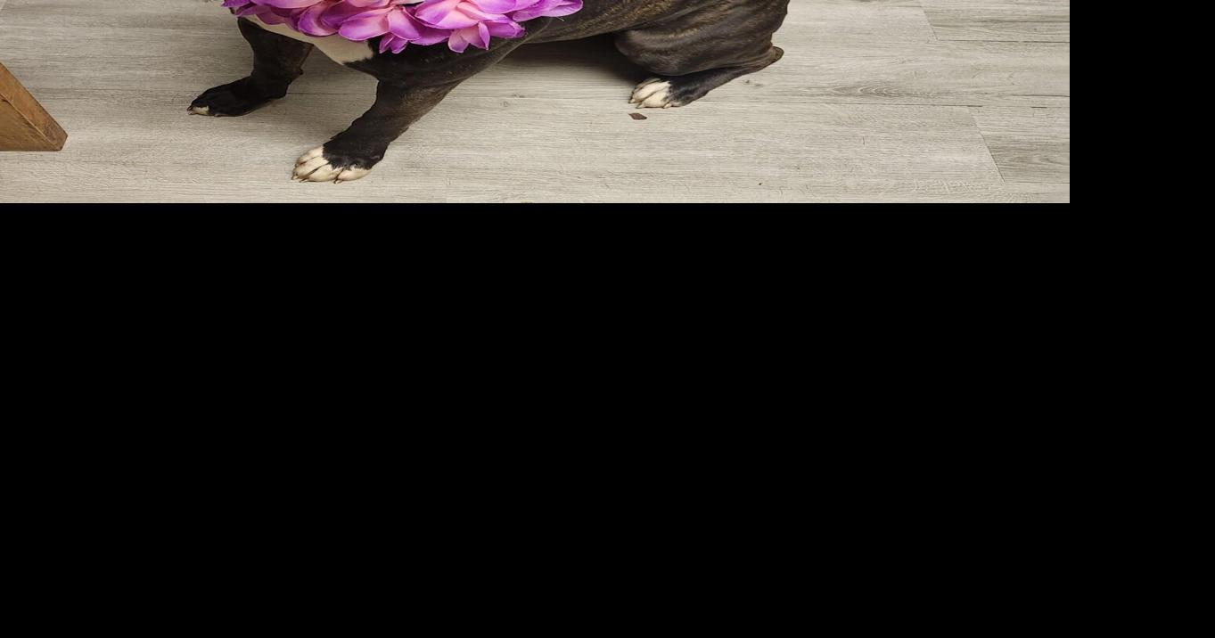 Richland County Dog Warden's Office and Shelter Pet of the Week: Carrie ...