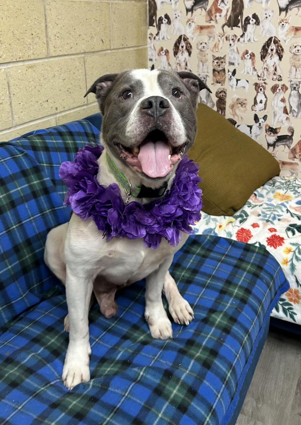 Pet of the Week: Dixon | News | sdgnewsgroup.com