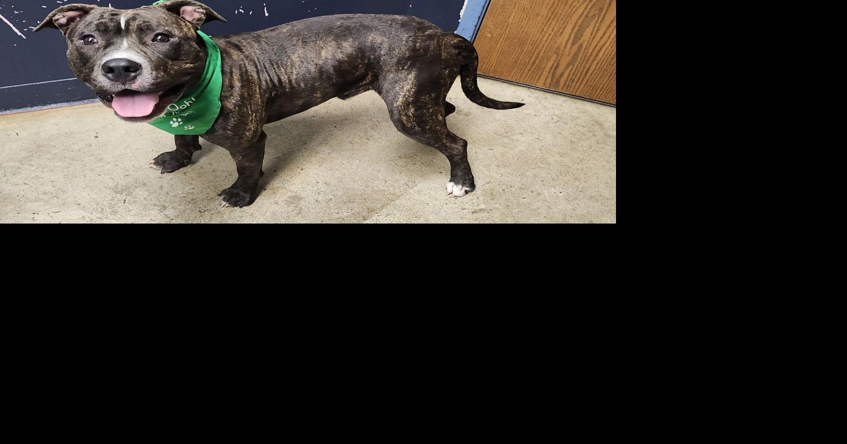 Richland County Dog Warden's Office and Shelter Pet of the Week: Brinks ...