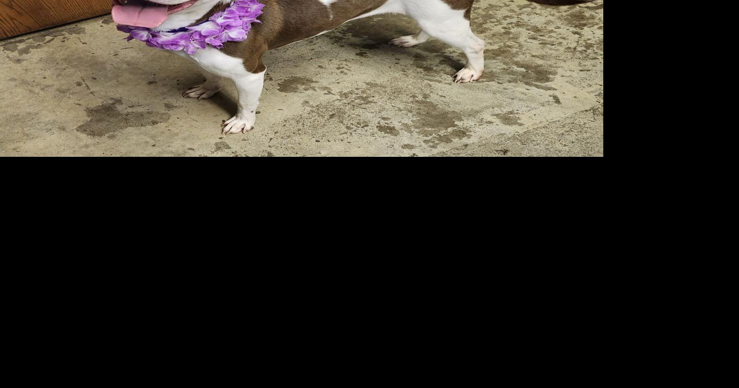 Richland County Dog Warden's Office and Shelter Pet of the Week: Malibu ...