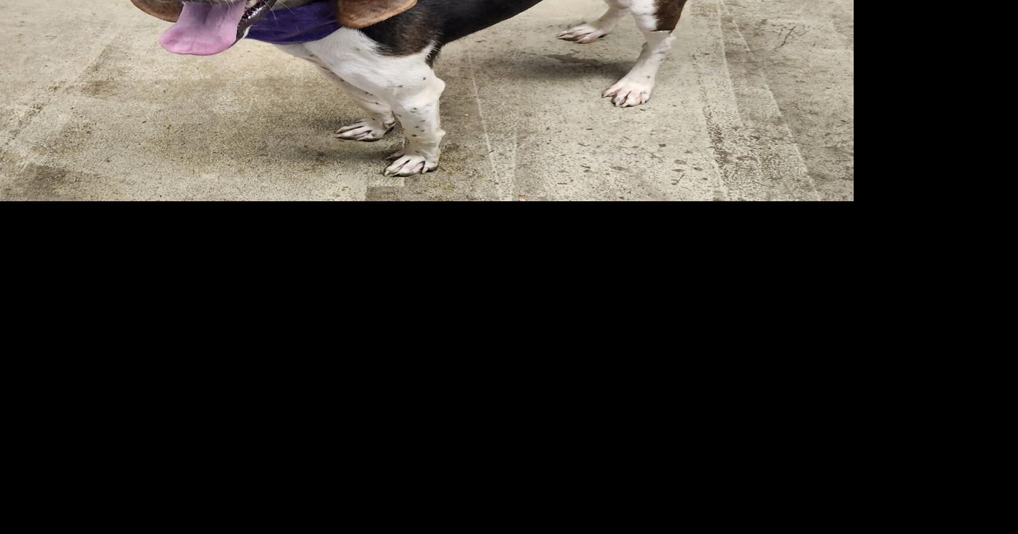 Richland County Dog Warden's Office and Shelter Pet of the Week ...