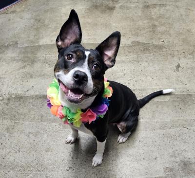Richland County Dog Warden's Office and Shelter Pet of the Week: Stacy ...