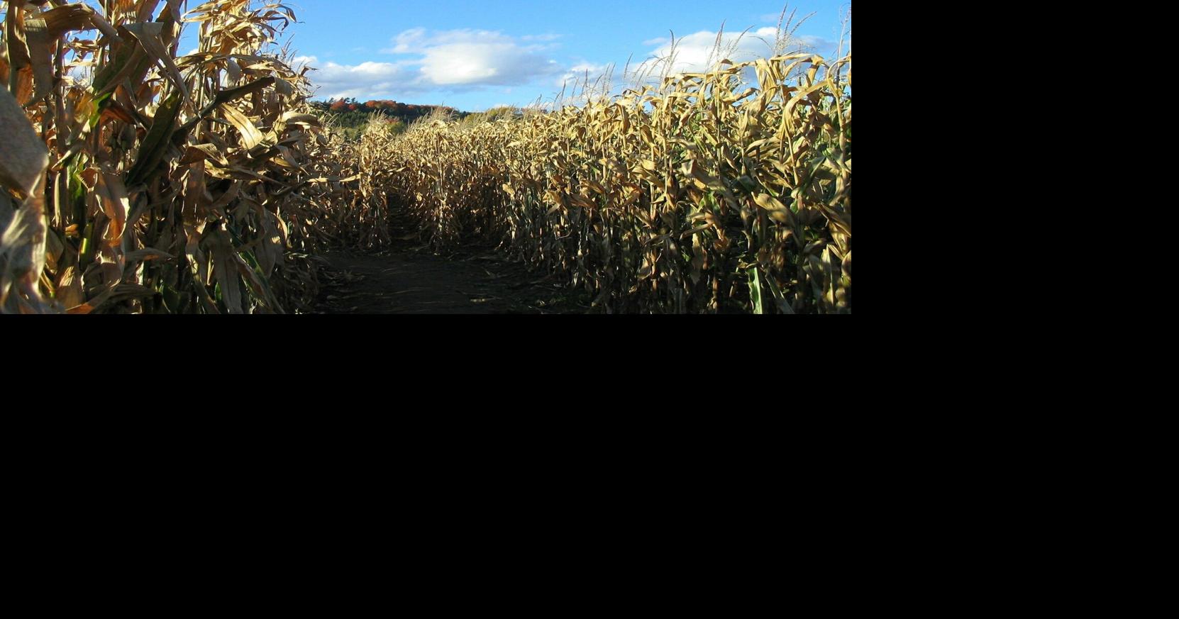 Corn maze guide: Here are 6 area corn mazes that include trivia, games ...