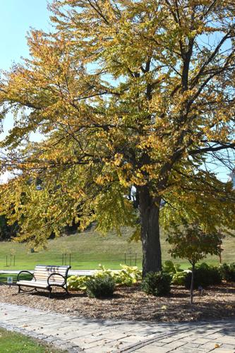 Trillion Trees Pledge Annual Report released by Governor | Local News ...
