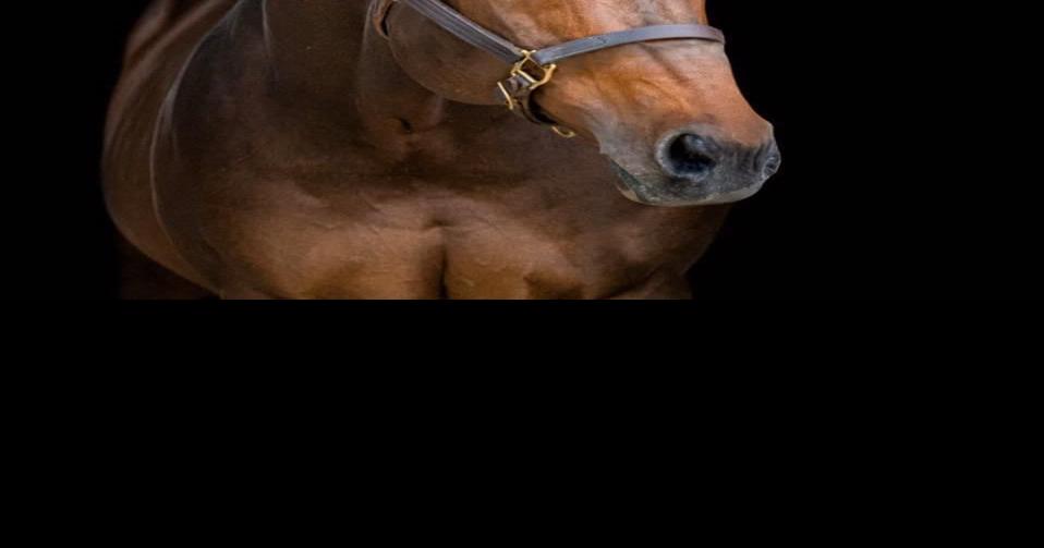 Indiana stallion Jess Zoomin sire of AQHA Champion 2YO Filly Jes An ...