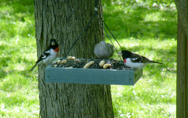 Let's Grow Together! Fall planting is for the birds! | Opinion ...