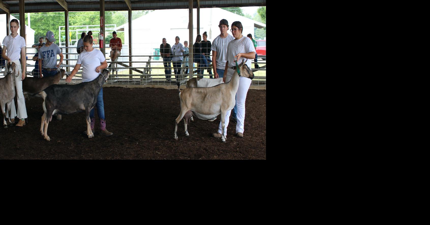 Koch, Dove win multiple Dairy Goat Grand Champion, Reserve Grand ...
