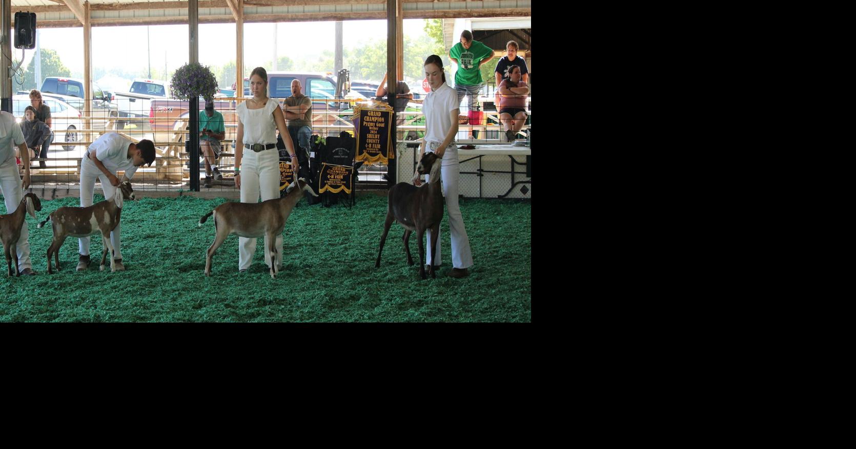 Elliott, Dove milk Dairy Goat Show titles | News | shelbynews.com
