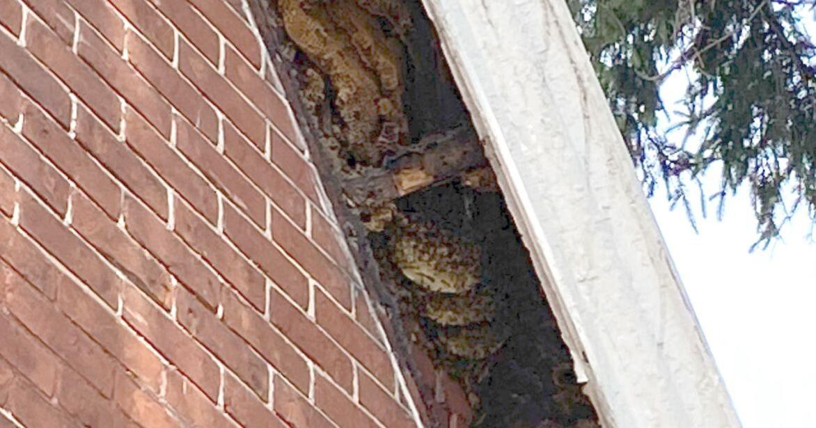 A sticky situation: SCUFFY dealing with bee infestation | News ...