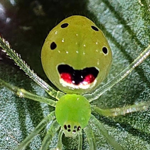 Spider with ‘happy face’ discovered in the Himalayas | National ...