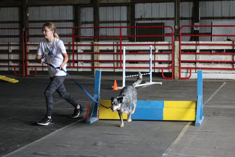 Nieman, Bridges siblings fetch 4-H Dog Show titles | News | shelbynews.com