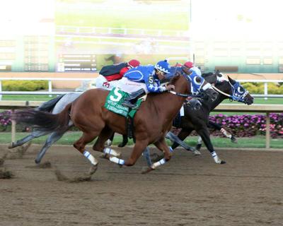 One Coldhearted Diva wins Q-Racing Video Distaff Regional Challenge at ...
