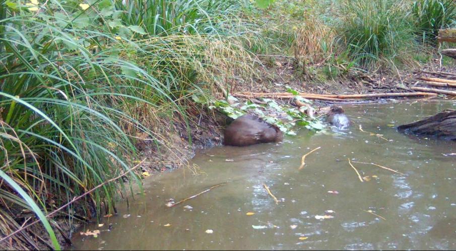 Camera catches beavers working together to build dam | National ...