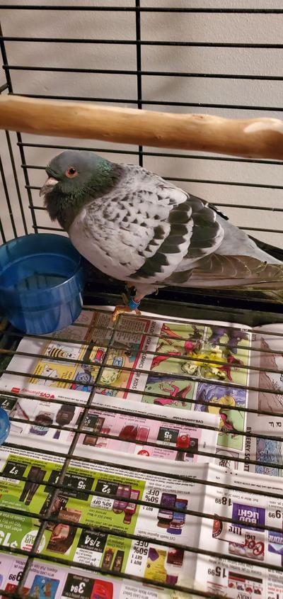 Bird rescue business saves pigeon unable to finish race | News ...