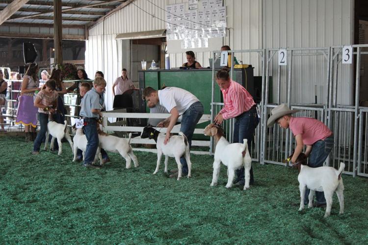 Dove claims Goat Showmanship title again; Five categories of Meat Goat ...