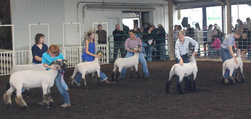 PARKER EARNS LAMB GRAND CHAMPION HONORS | News | shelbynews.com