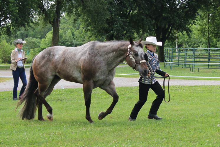 Jackson, Yeley, Fix rein in non-riding Horse and Pony titles | News ...