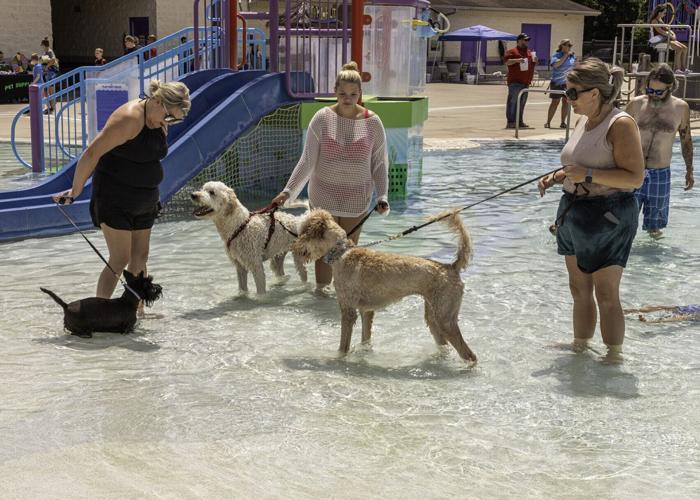 DOGGIE DAY AT POOL RAISES FUNDS FOR ANIMAL SHELTER | News | shelbynews.com