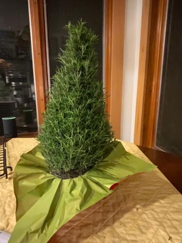 Let's Grow Together! Rosemary tree | Opinion | shelbynews.com