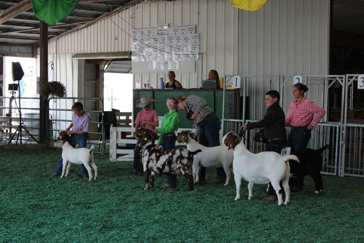 Dove claims Goat Showmanship title again; Five categories of Meat Goat ...