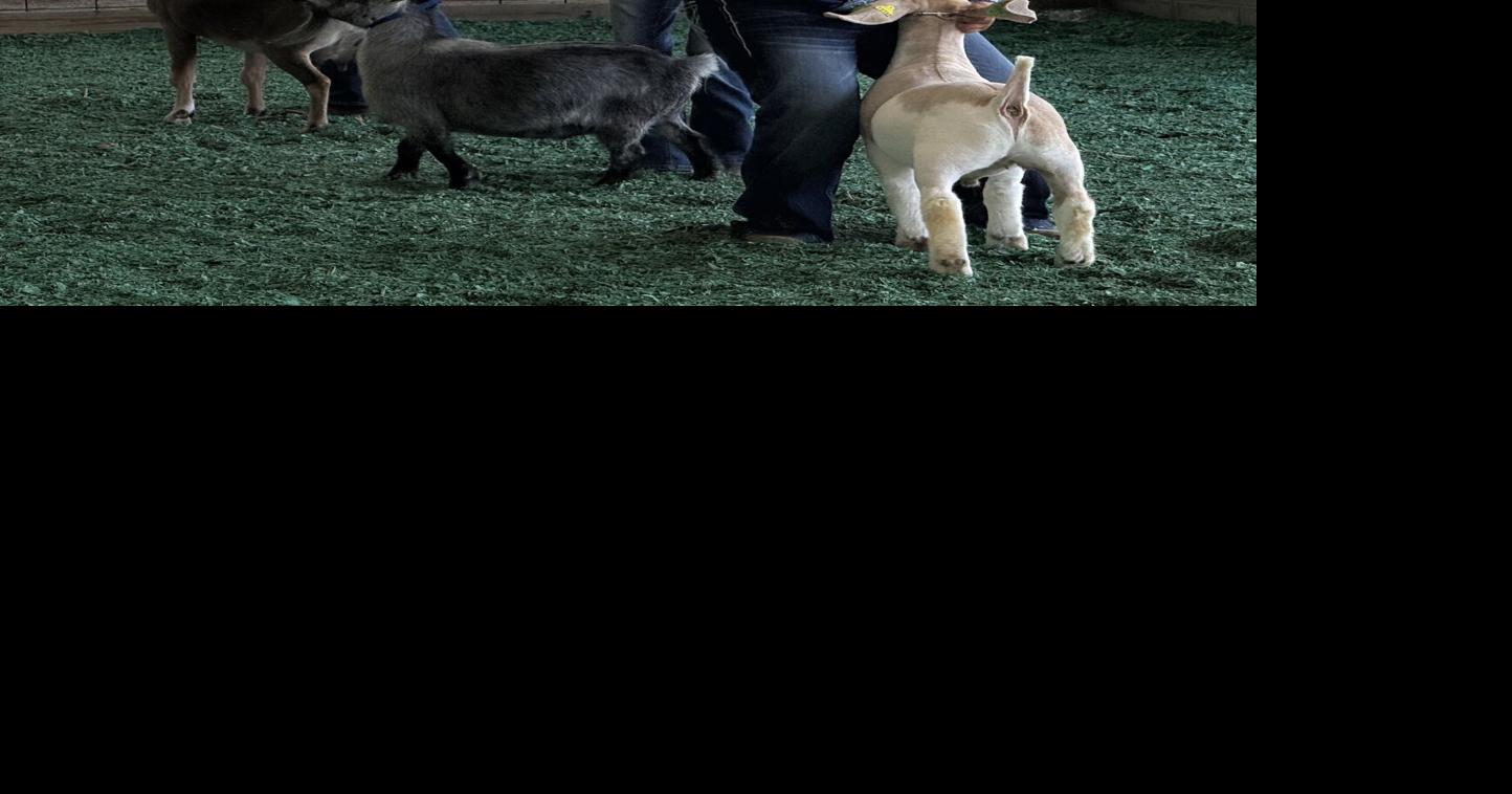 Dove claims Goat Showmanship title again; Five categories of Meat Goat ...