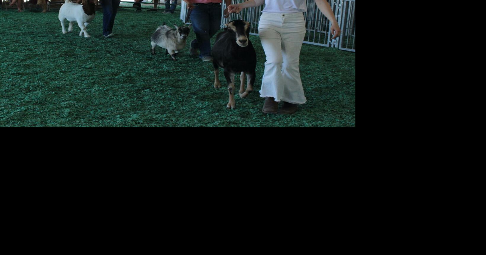 SCREAMING WITH JOY: Pygmy, Meat Goat show titles awarded | News ...