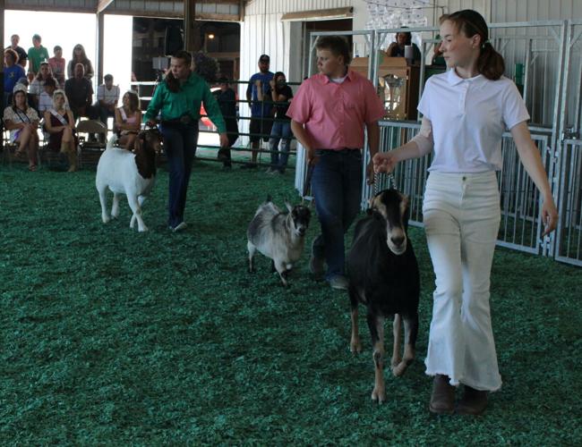 SCREAMING WITH JOY: Pygmy, Meat Goat show titles awarded | News ...