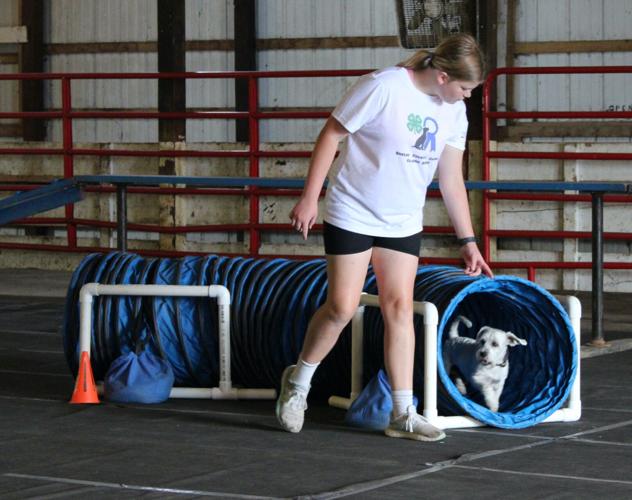 Nieman, Bridges siblings fetch 4-H Dog Show titles | News | shelbynews.com