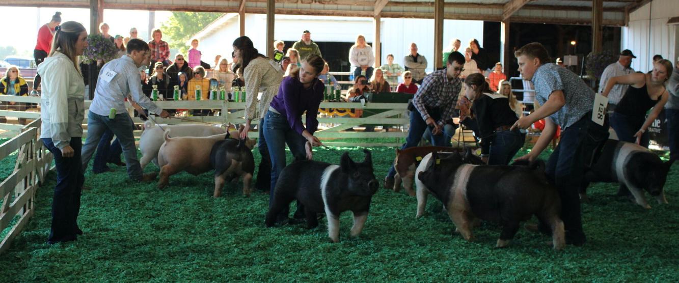 'A cool, crisp morning for a hog show'; Bridges siblings, England ...
