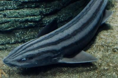 Cats in the sea? | Opinion | sjnm360.com