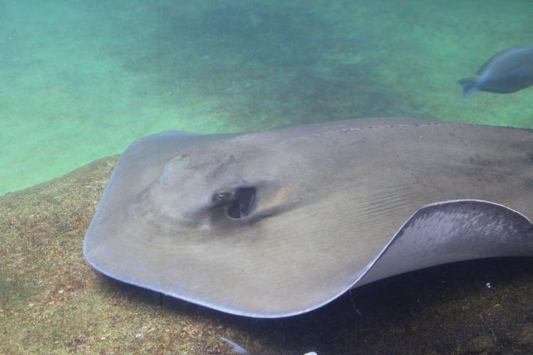 The Columbus Zoo and Aquarium | Photo Galilees | sjnm360.com