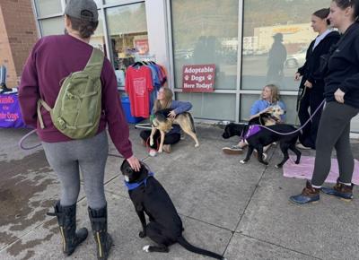 Adoption event at PetSmart gives shelter dogs a chance to find families ...