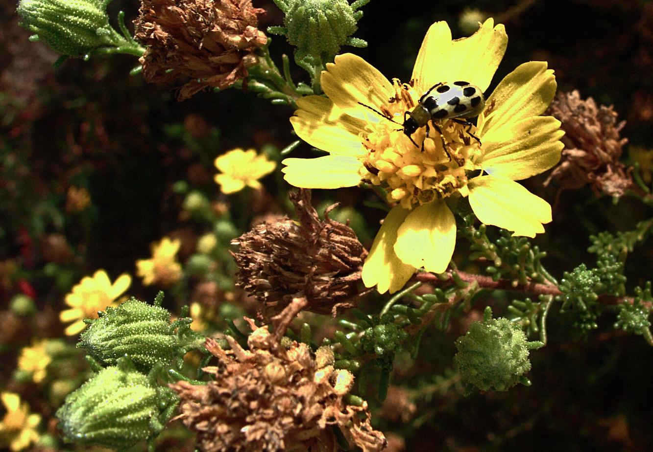 Rare plant found at North Crestview Park | Local News | smdailyjournal.com
