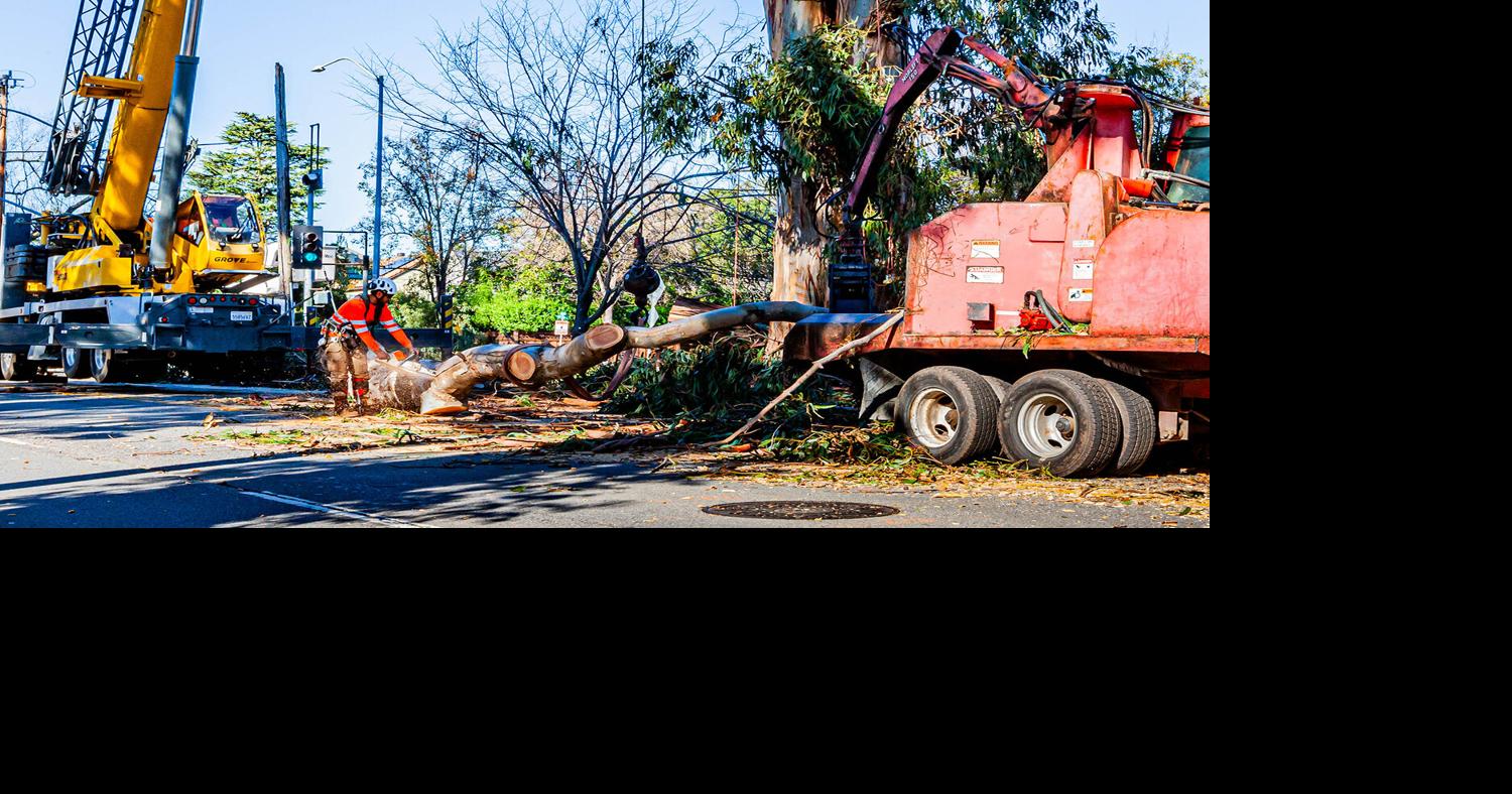 Burlingame's ‘big dig’ sees 30 trees removed so far | Local News ...