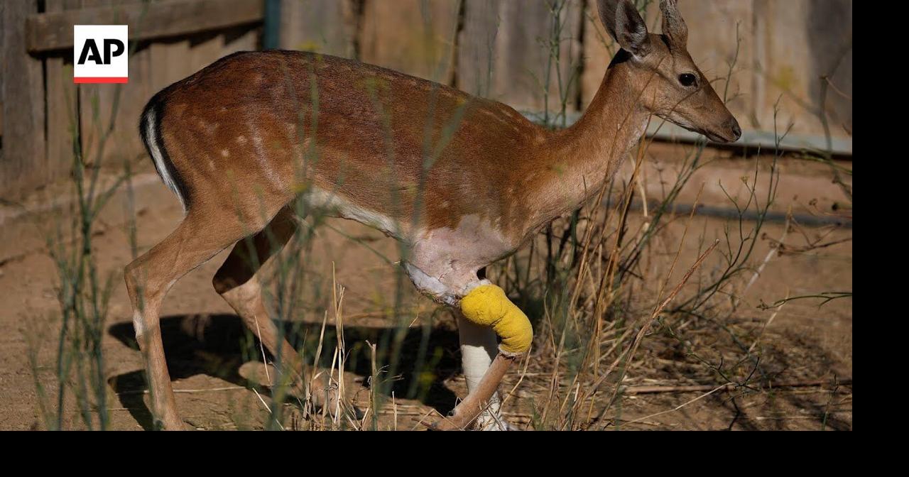 A Greek zoo serves up frozen meals to animals to help them beat the ...