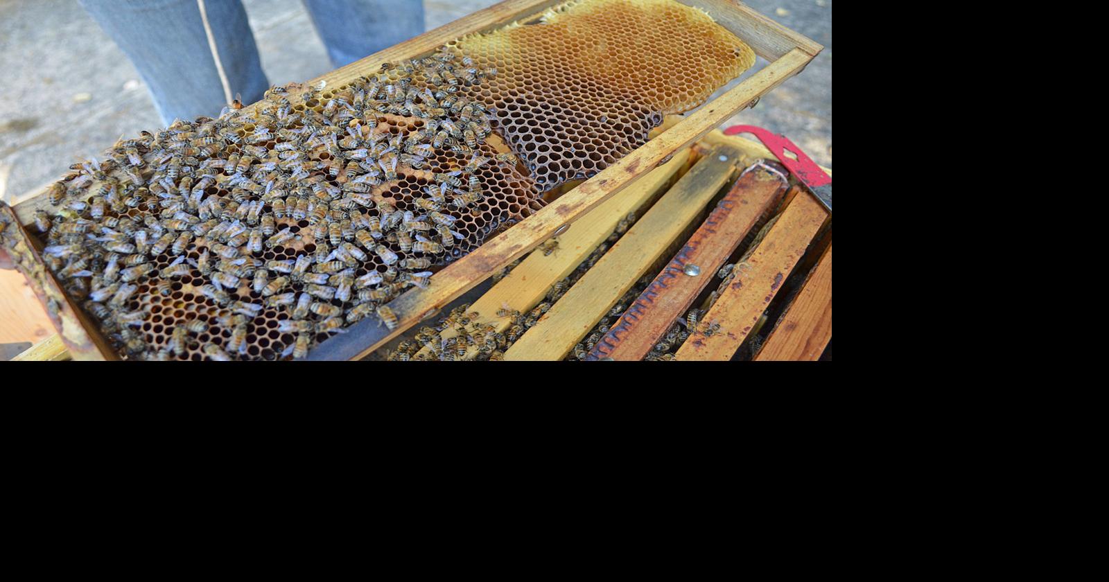 Spring is busy time for bees and their keepers | Home And Garden ...