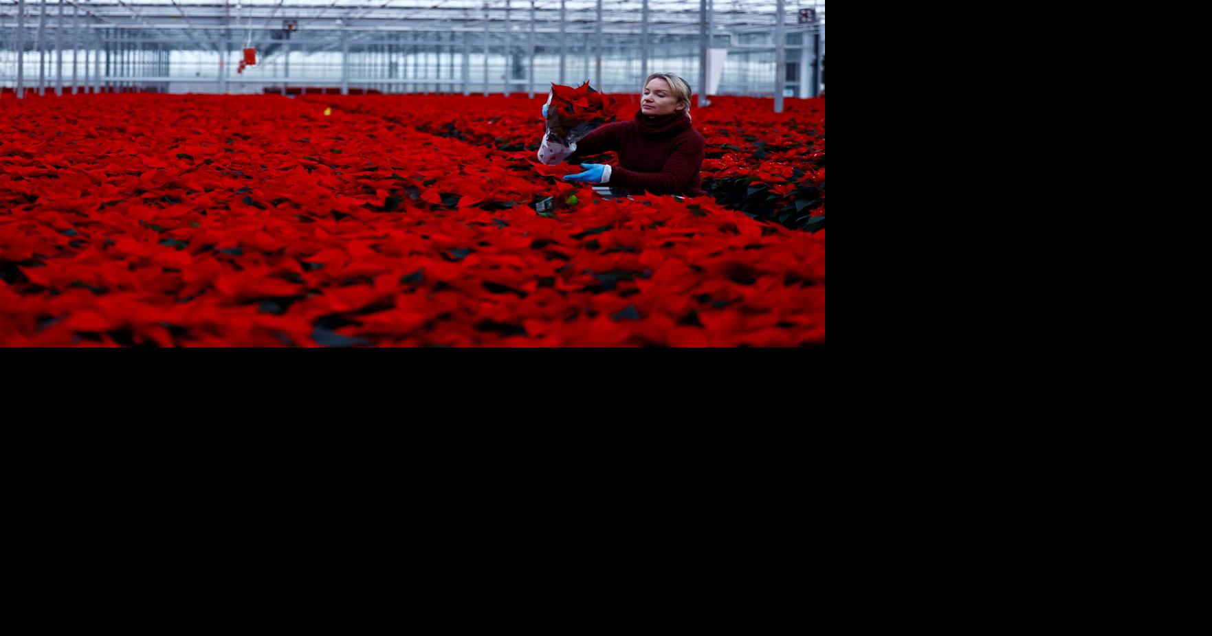 The checkered history of the poinsettia's namesake and the flower's ...