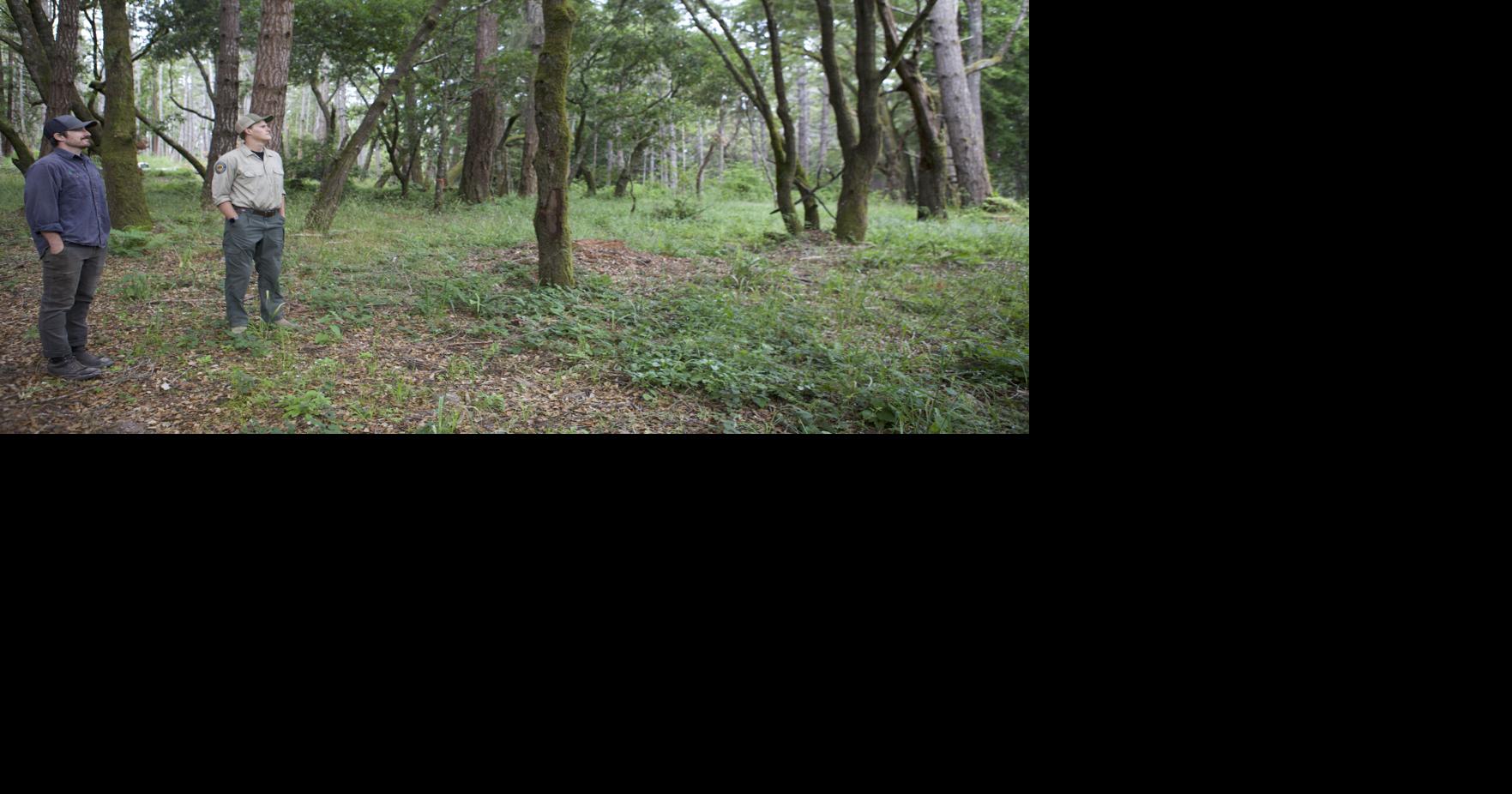Getting ready to fight fire with fire at Butano State Park | Local News ...