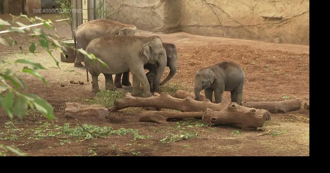 German Zoo unveils newborn elephant | Pet Tip | smdailyjournal.com