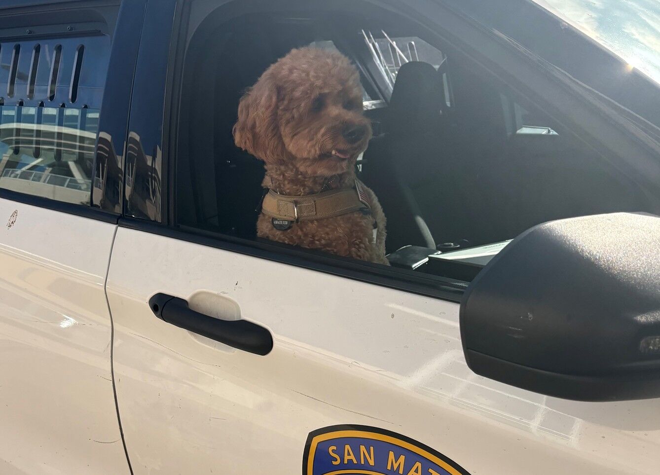 Alleged San Mateo dognapper nabbed | Local News | smdailyjournal.com