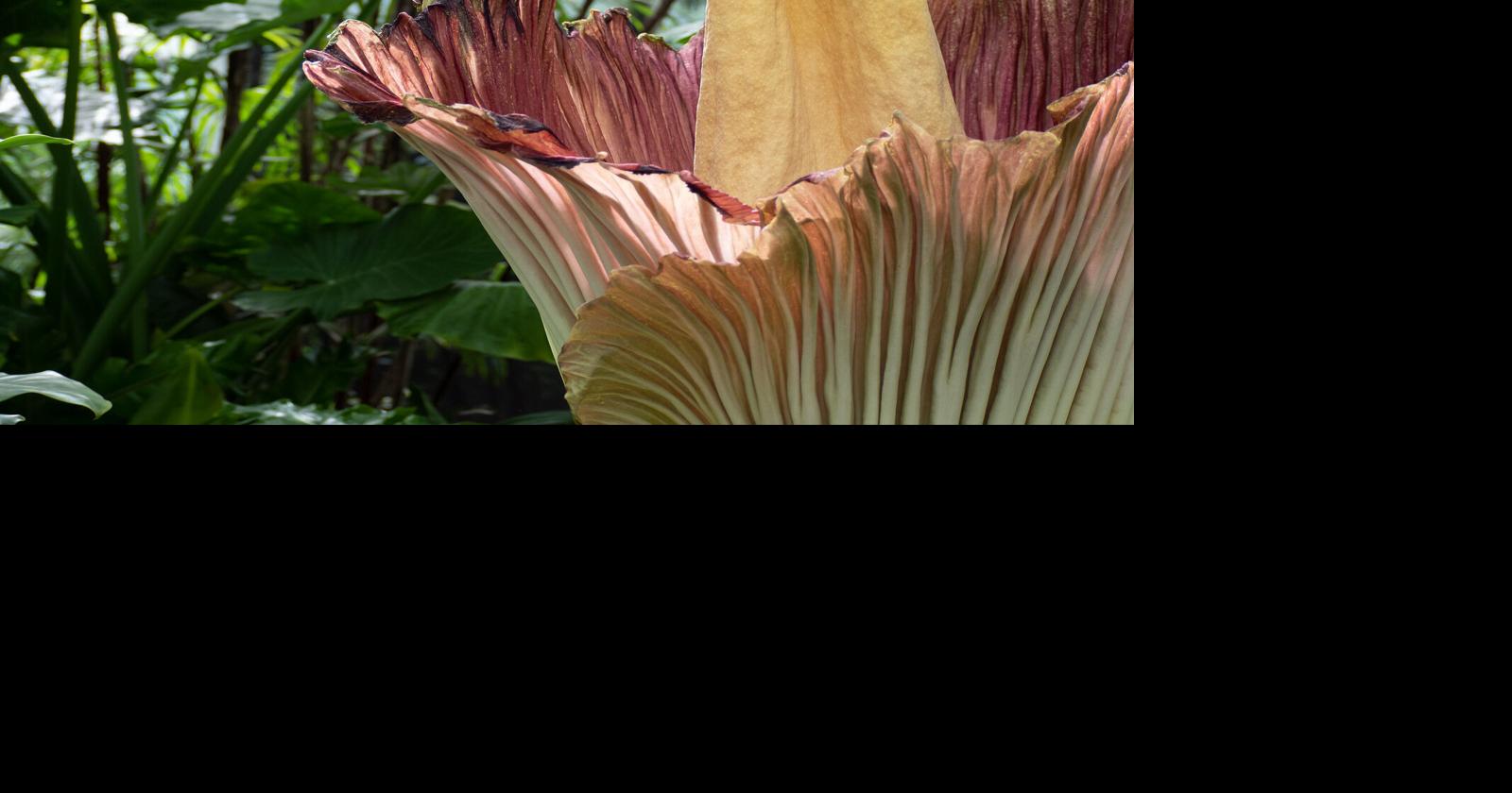 Hundreds in Alameda line up for blooming 'corpse flower' | Bay Area ...