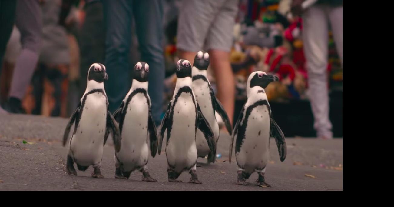 Waddling into view are the stars of Netflix's 'Penguin Town' | Arts ...