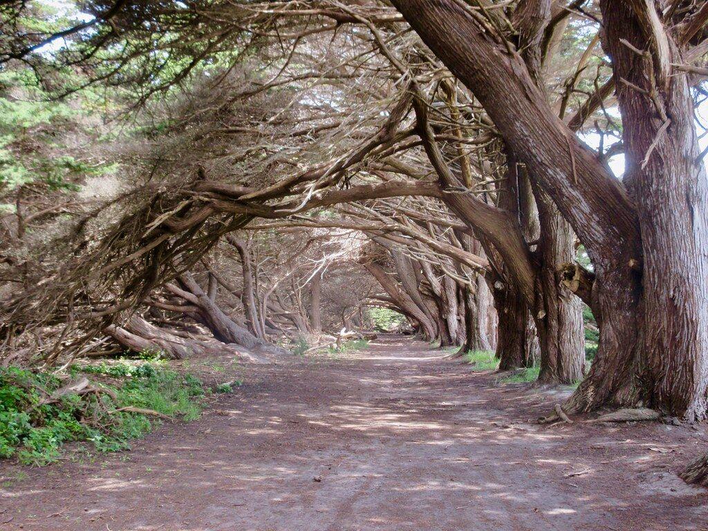 Wavecrest Trail restoration causes stir over parking in Half Moon Bay ...